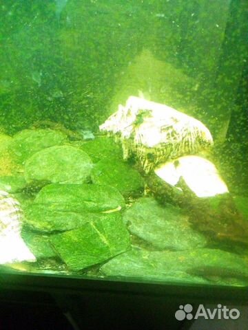 Аквариумные сомики