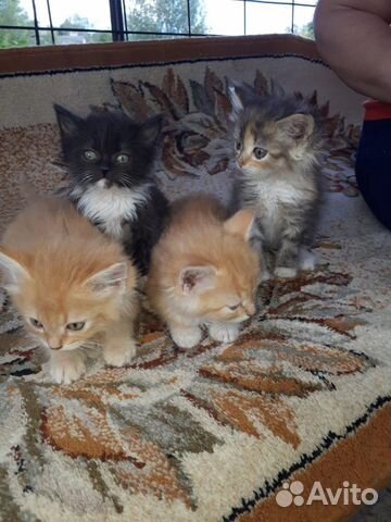 Котята