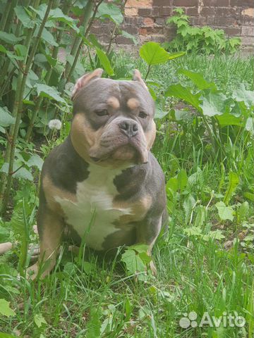 Американский булли (American bully)