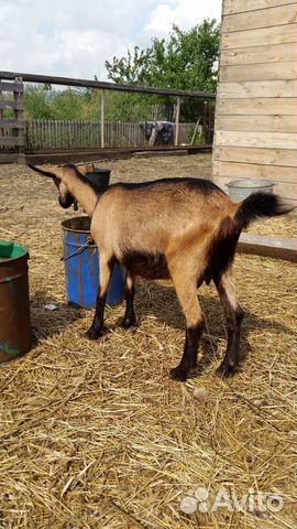 Козочки и козлики на племя чешской и зааненско
