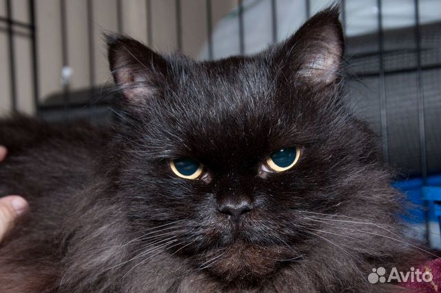 Шикарный персик- кот