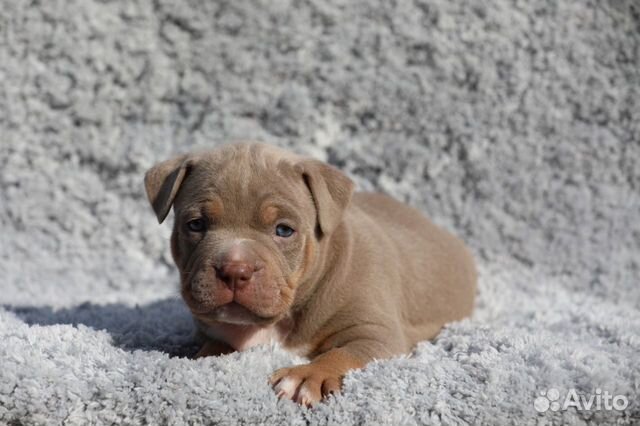 Шикарный мальчик Лиловый триколор