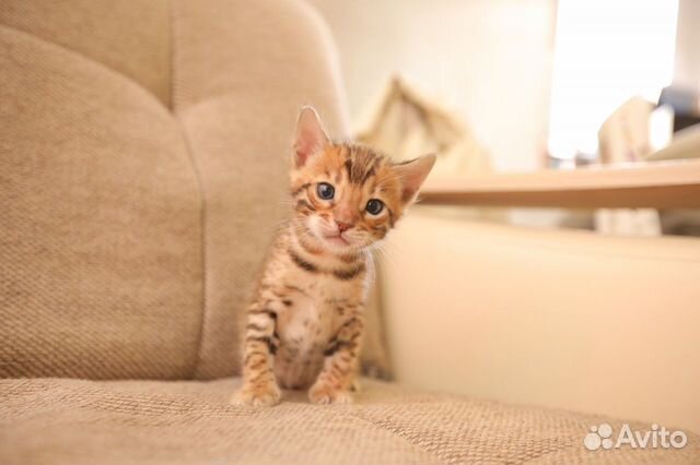 Бенгальские котята. 7 котят