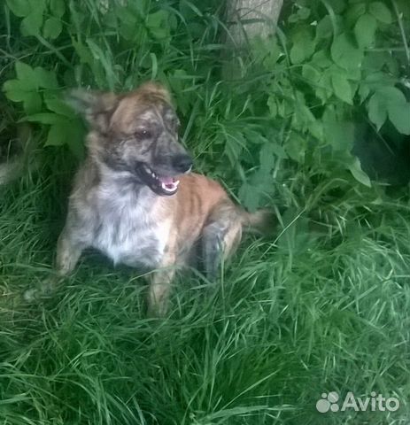 Ищет дом не крупный песик Элвис