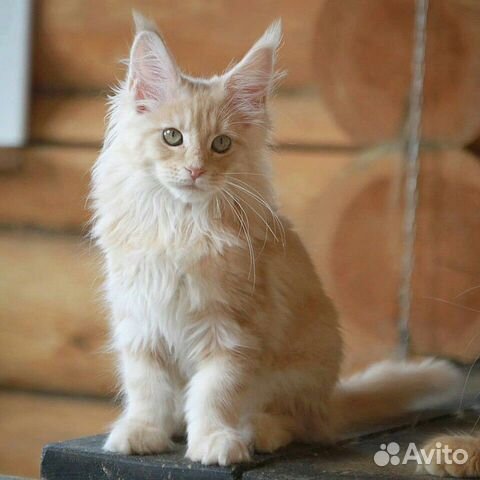 Чудесный котенок мейн-кун