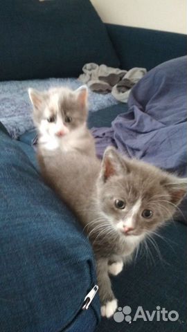 Котята