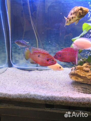 Обмен хромиса