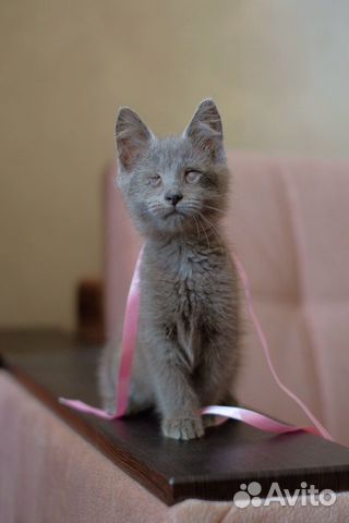 Слепой котенок Пири ищет дом