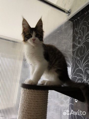 Кошка тигра