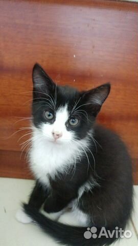 Котята