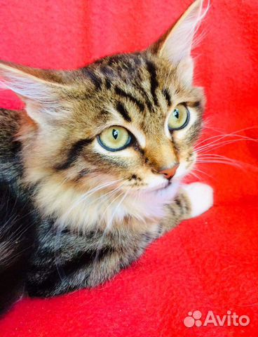 Котята а-ля сибирячки 3,5 месяца в добрые руки