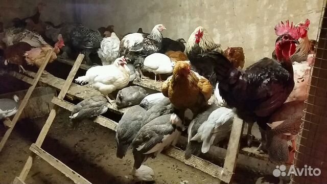 Продам цисарок