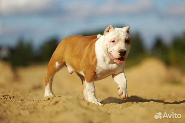 Американский Булли Сын Grand Champion Clawd