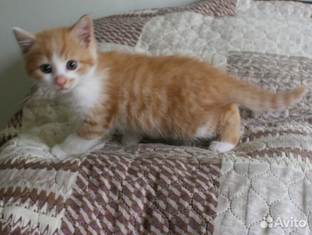 Рыжий котик