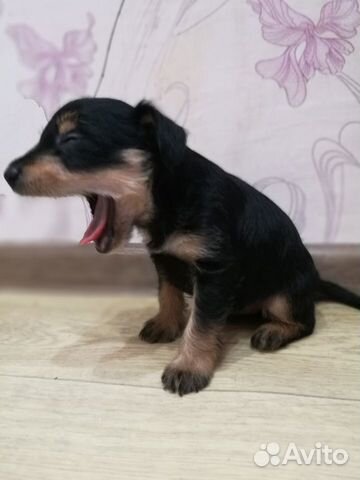 Щенок-метис пинчера