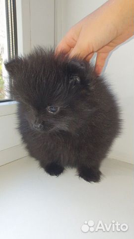 Продаются щенки 2 месяца