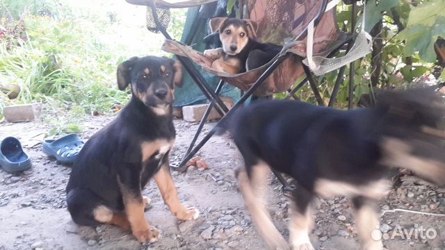 В добрые руки