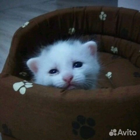 Уникальный кот