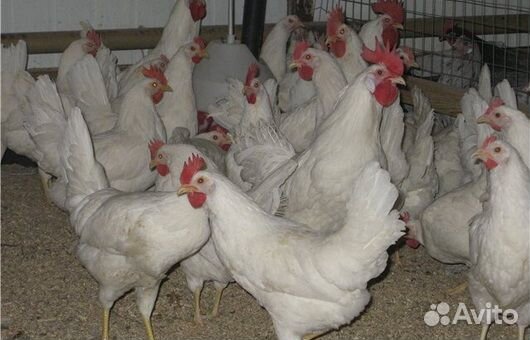 Продам домашнюю птицу, цыплята табака, корнишон