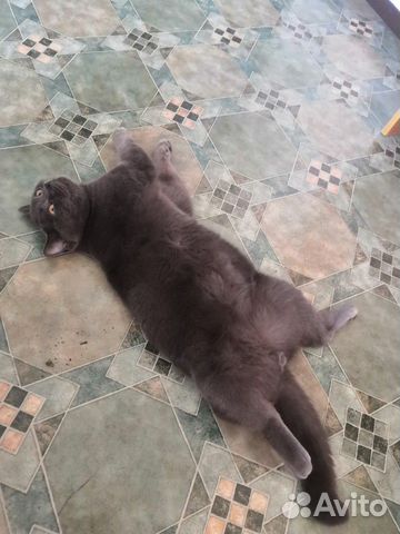 Шотландский кот отдадим в добрые руки