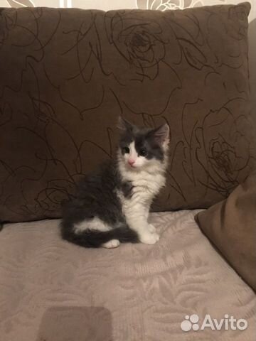 Котёнок мальчик