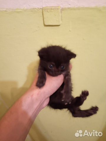 Котенок черный голубоглазый