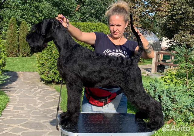 Великолепный щенок Ризеншнауцера из Джентли Борн