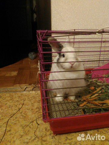 Кролик старше 1 года