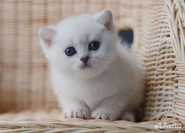 Красивый котик серебристая шиншилла