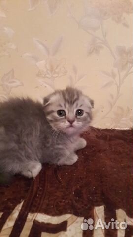 Котенок
