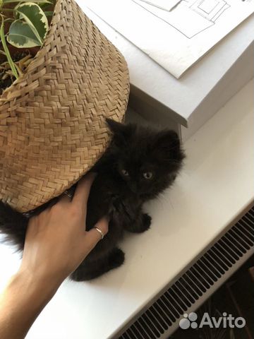 Отдам кошечку в добрый руки