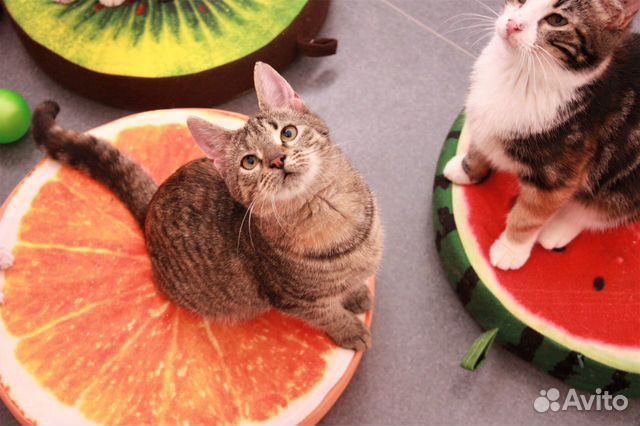 Полосатая малышня в дар