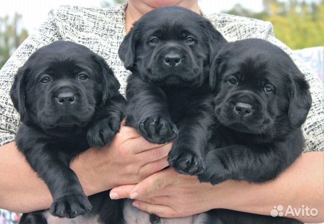 Свободны к продаже щенки лабрадор ретривер. Д.Р 07