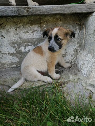 Щенок от маленькой собачки