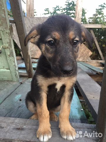 Щенок овчарки и двортерьера