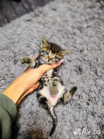 Котята