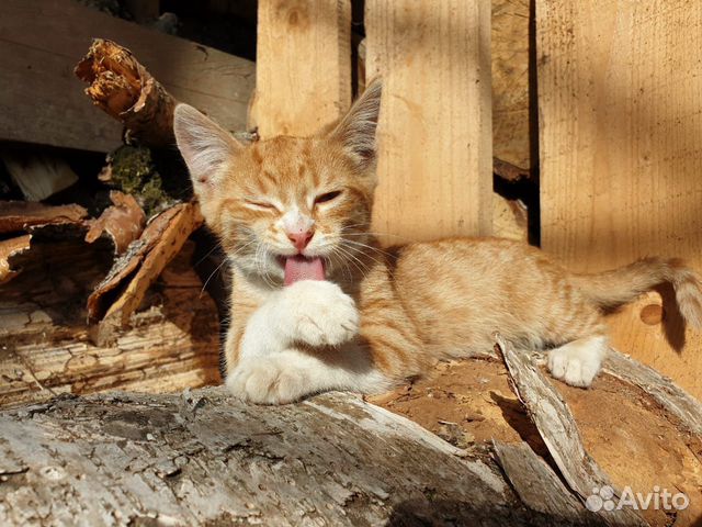 Котенок