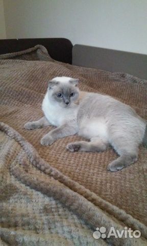 Кошка в хорошие руки