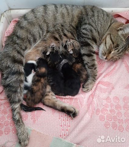 Красивые котята