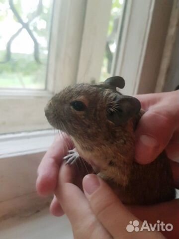 Отдам Дегу бесплатно