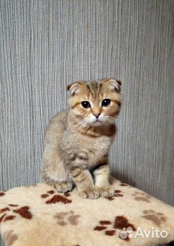 Шотландский котенок