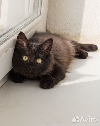 Котенок Чудо (4 мес) ищет дом