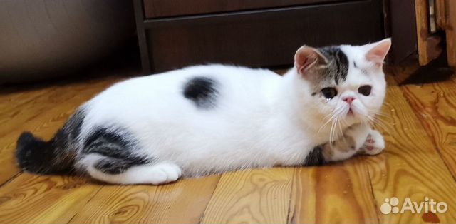 Котенок экзот