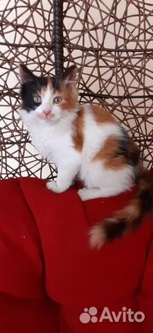 Красавица и умница Лизонька в добрые руки