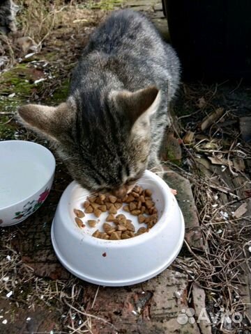 Очень нужен дом очаровательном у мурлыке