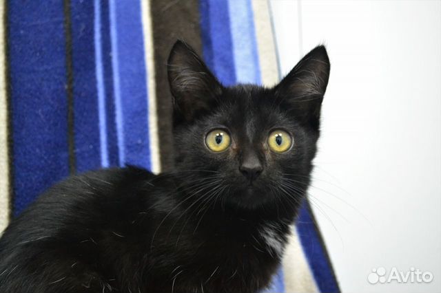 Котёнок-эксклюзив Кубик, 3 мес