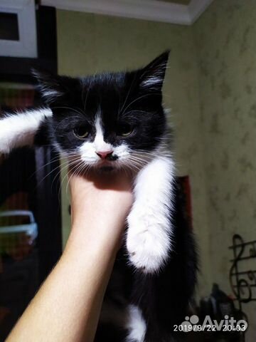 Кошечка
