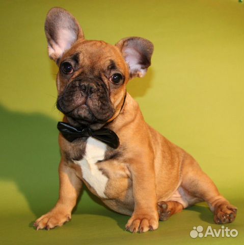 Милый малыш французский бульдог