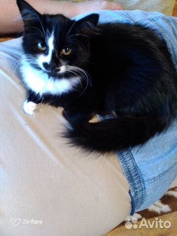 Норвежской лесной котёнок 3,5 мес