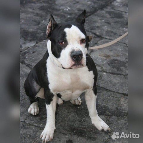 Настоящий Бриллиант в дар